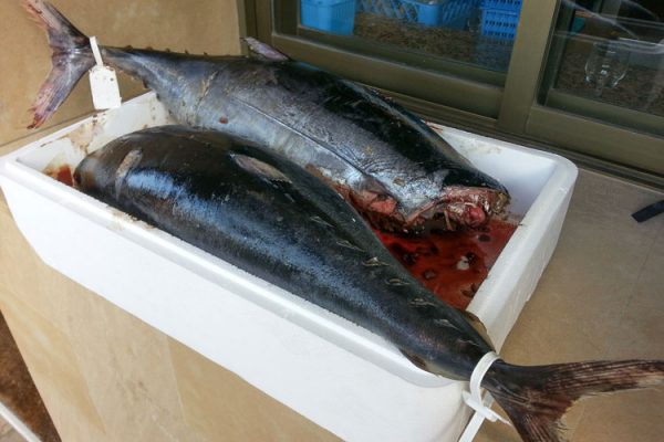 Cómo embotar bonito en aceite | Wikicocina